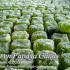Green Papaya Candy | Kawaling Pinoy Tasty Recipes